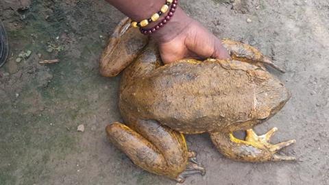 The mission to save the biggest frog on earth - BBC News