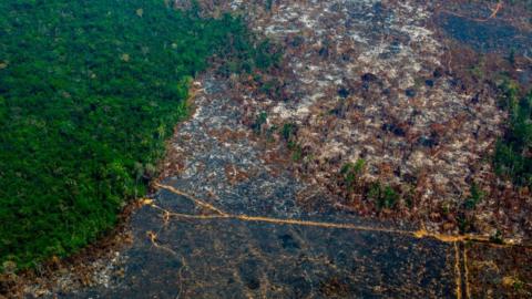 Climate change: Deforestation soars despite pledges from world leaders ...