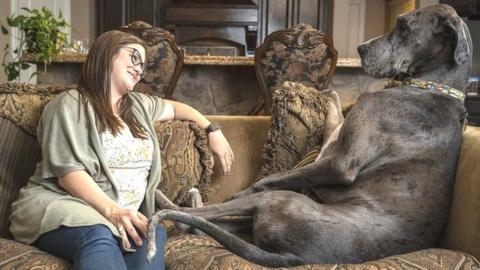 World's tallest dog: The Great Dane is smashing height records - BBC ...