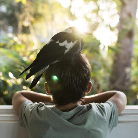 In pictures: The family and the magpie who rescued each other - BBC News