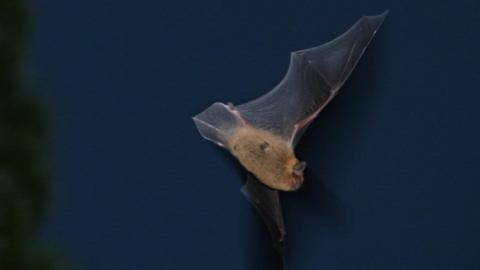 Volunteers sought for Scottish bat survey - BBC News