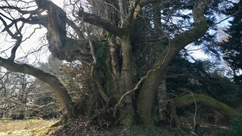Tree of the Year: 'Magnificent' Surrey yew wins vote - BBC News