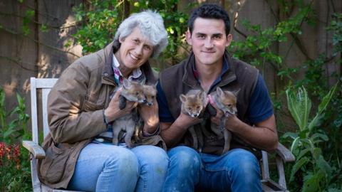 Farmer saves fox cubs by Caesarean near Haywards Heath - BBC News