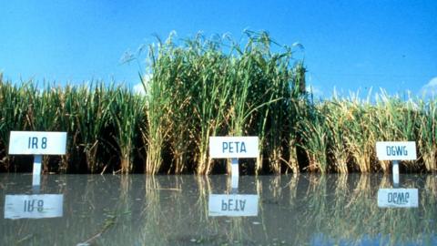 IR8: The miracle rice which saved millions of lives - BBC News