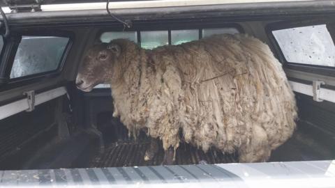 Resc-ewed: Britain's loneliest sheep saved from shoreline - BBC News