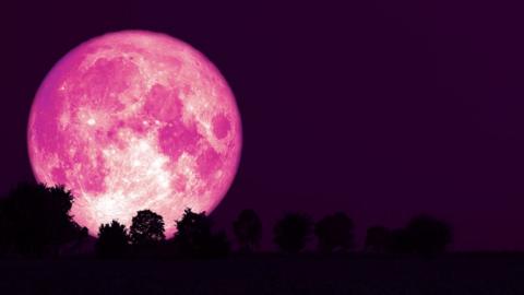 Pink Moon: The full moon will be visible this week - BBC Newsround