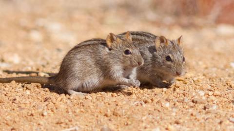 African striped mice 'sing' to tell friends from strangers - BBC Newsround