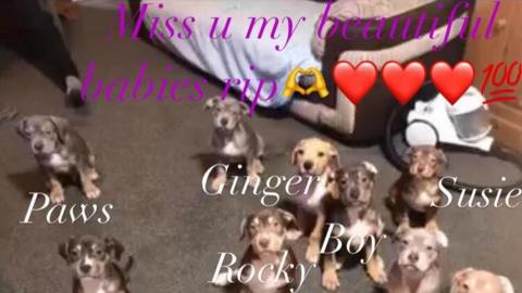 The Jaywick XL bully owner whose dog killed his mother-in-law - BBC News