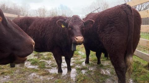 Cattle return to Tolworth Court Farm Fields in rewilding project - BBC News