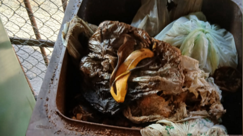 A full brown food waste bin showing rotting food spilling over the top, it is in a locked bin store separate from the street.