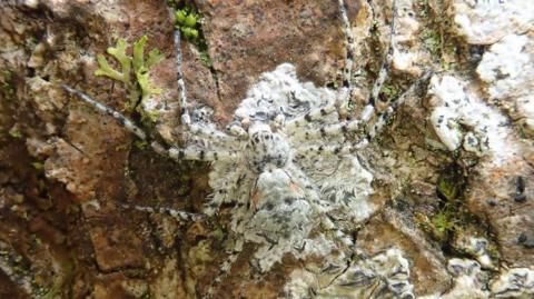 Rare lichen spider spotted in Cornwall - BBC News