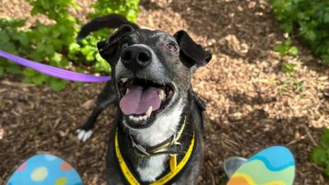 Shoreham Dogs Trust says foster carers 'urgently' needed - BBC News