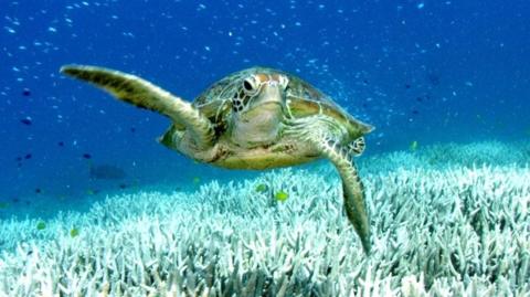 A turtle swimming over bleached coral