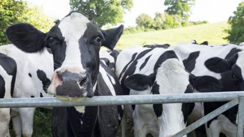 'Mad cow disease': What is BSE? - BBC News