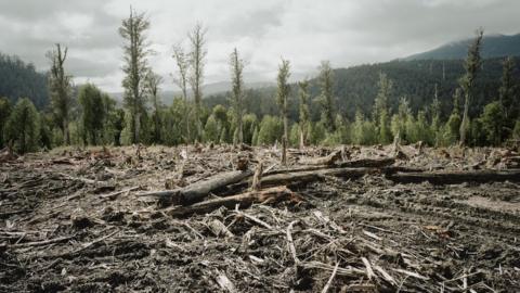 Climate change: Deforestation soars despite pledges from world leaders ...