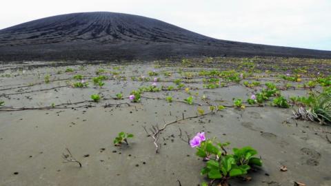 New Tonga island 'now home to flowers and owls' - BBC News