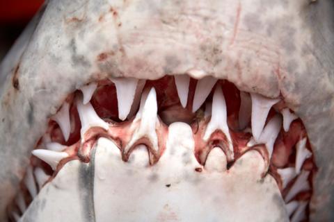 Could sharks lose their teeth? - BBC Newsround