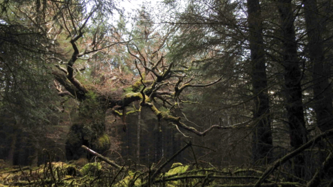 Ancient Scottish oaks in running for UK's Tree of the Year - BBC News