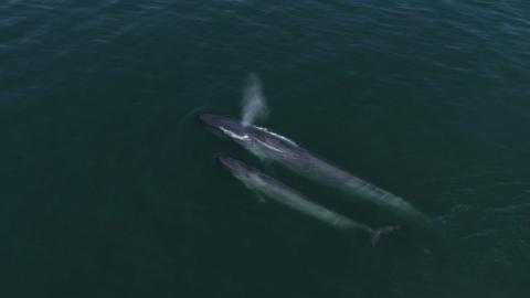 Blue whales: Ocean giants return to 'safe' tropical haven - BBC News