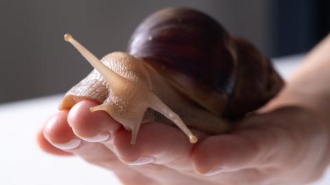 Snails: Ancient humans ate giant land snails, according to new research ...