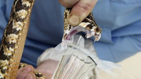 The amazing science behind fatal snake bites - BBC News