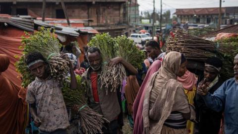 Khat: What happened to the banned and 'forgotten' drug? - BBC News