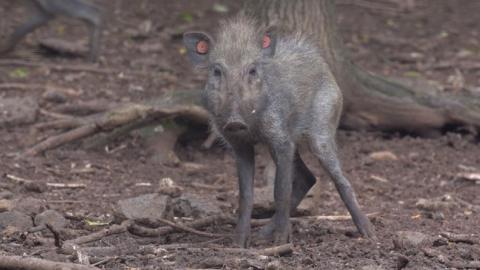 'World's ugliest pig' caught on camera - BBC News