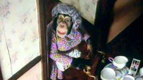 Life story of PG Tips chimp cared for at Twycross Zoo revealed - BBC News