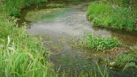 Study aims to improve Norfolk chalk stream's condition - BBC News