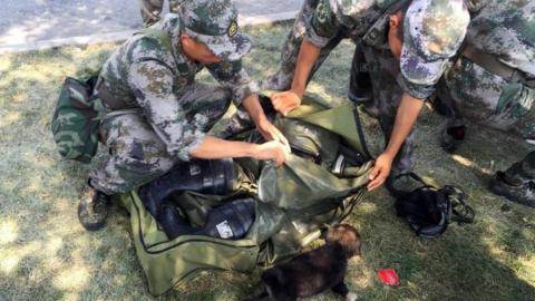 China explosions: Tianjin puppy becomes blast symbol - BBC News