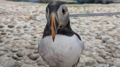 'Charming' puffins welcomed to Cornish Seal Sanctuary - BBC News