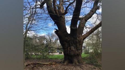 Toby Carvery owner admits cutting down ancient Enfield oak tree - BBC News