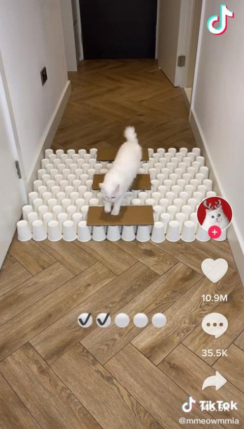 TikTok: 2021's top 10 most viewed videos in the UK - BBC Newsround