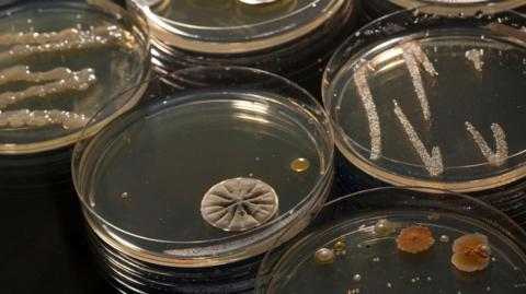 Sir Alexander Fleming and the discovery of penicillin - BBC Newsround