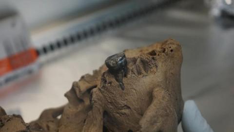 Dragon Man: Ancient skull 'reveals what mysterious Denisovans looked ...