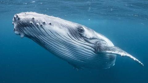 Beluga whales change shape of their heads to communicate - BBC Newsround