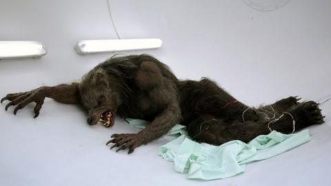 University to host international werewolf conference - BBC News