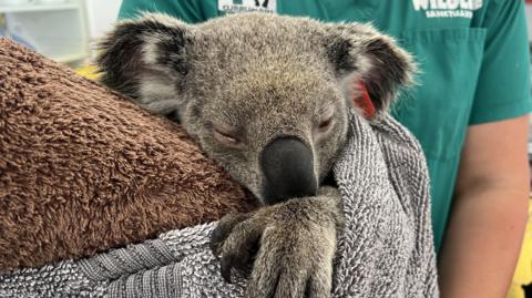 Chlamydia could kill off koalas. Can a vaccine save them in time? - BBC ...