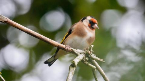 A photo of a goldfinch: a UK garden bird with red feathers on its face around its beak, brown and white feathers on its chest and black and bright yellow wings. It perches on a branch and the background is blurred but is dappled green and white with foliage.