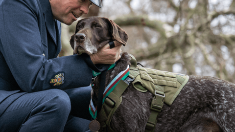Dickin Medal: PDSA hands animals 80th anniversary bravery awards - BBC News