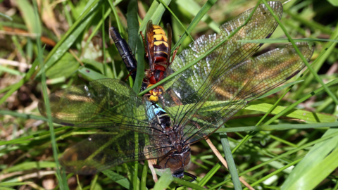 Rare Lesser Emperor dragonfly spotted in Rutland - BBC News