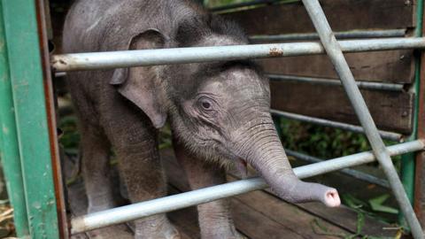 World's smallest elephant slides towards extinction - BBC News