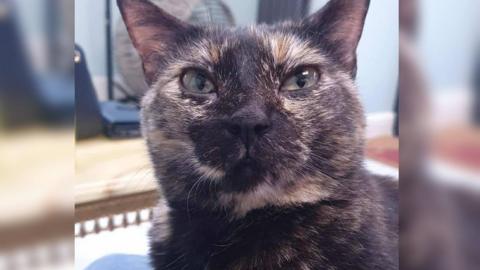 Wolverhampton cat cafe to open with rescued felines from Qatar - BBC News