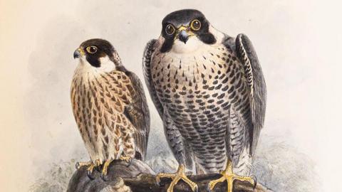 Copy of rare bird book collection worth £127k to stay in the UK - BBC News