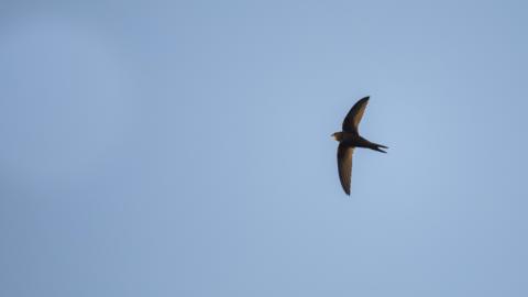 RSPB seeks West Midlands volunteers to help protect swifts - BBC News