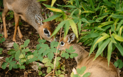 Meet Maple the tiny antelope who weighs less than a bag of sugar - BBC ...