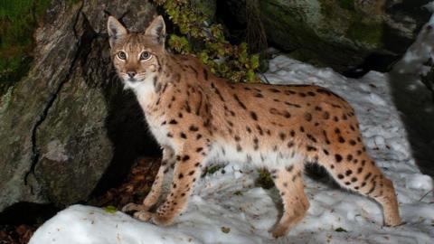 A lynx looking into the camera. It has brown-orange fur with dark spots. It has white fur on its chest and stomach. It has large orange eyes and pointy ears.
