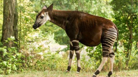 Rare okapi born at Marwell Zoo - BBC Newsround