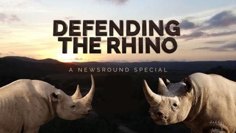 How rhinos use poo to communicate with each other - BBC Newsround