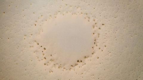 Fairy Circles: What are they and why do they form? - BBC Newsround